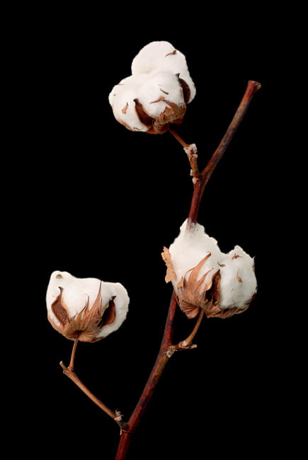 Hästens Superia – The Natural Bedding Company